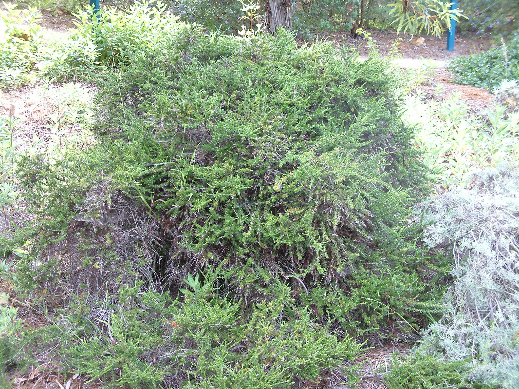Adenostoma fasciculatum - Chamise, Greasewood | PlantMaster