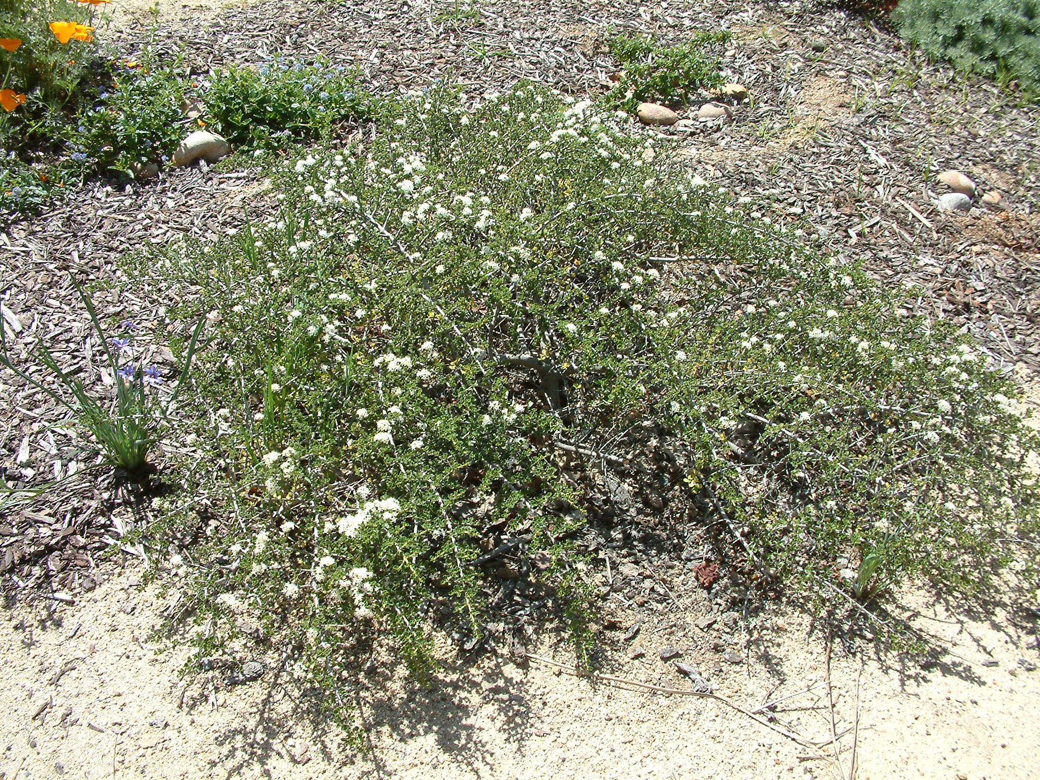 Adenostoma fasciculatum - Chamise, Greasewood | PlantMaster