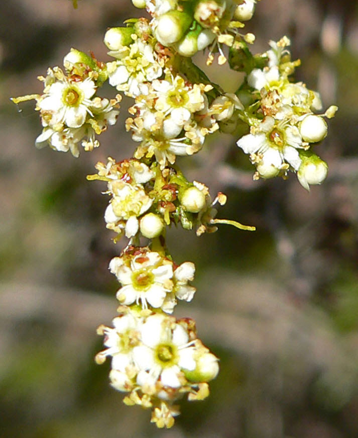 Adenostoma fasciculatum - Chamise, Greasewood | PlantMaster