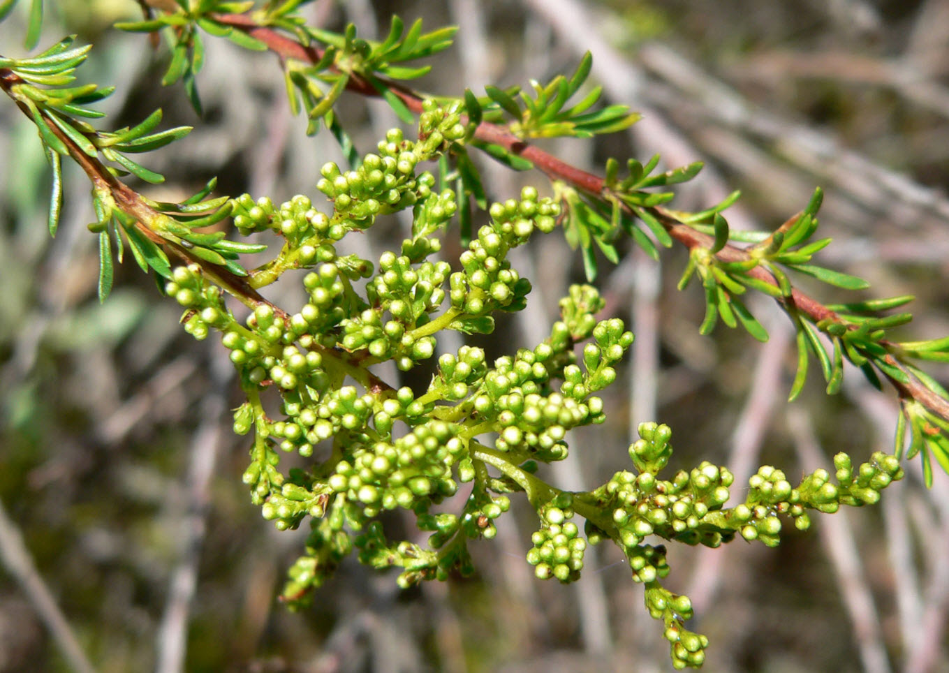 Adenostoma fasciculatum - Chamise, Greasewood | PlantMaster