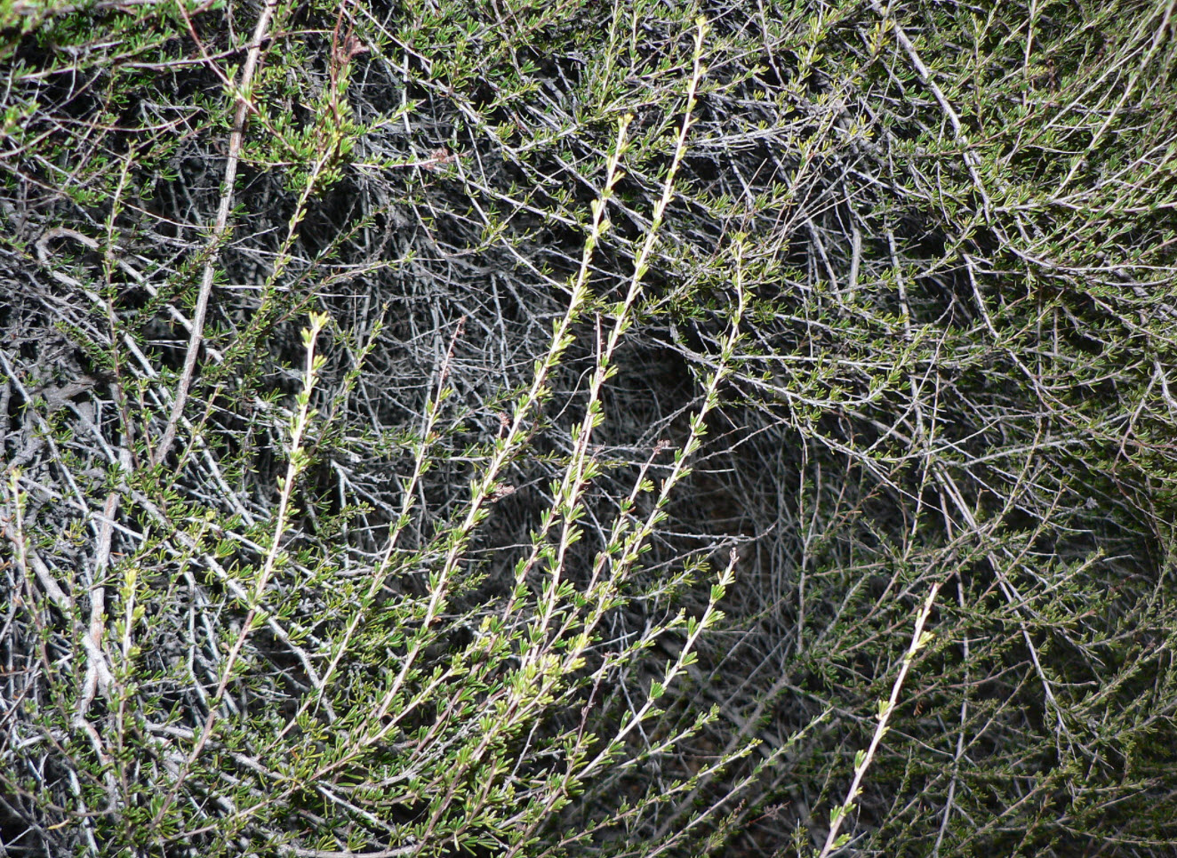 Adenostoma fasciculatum - Chamise, Greasewood | PlantMaster