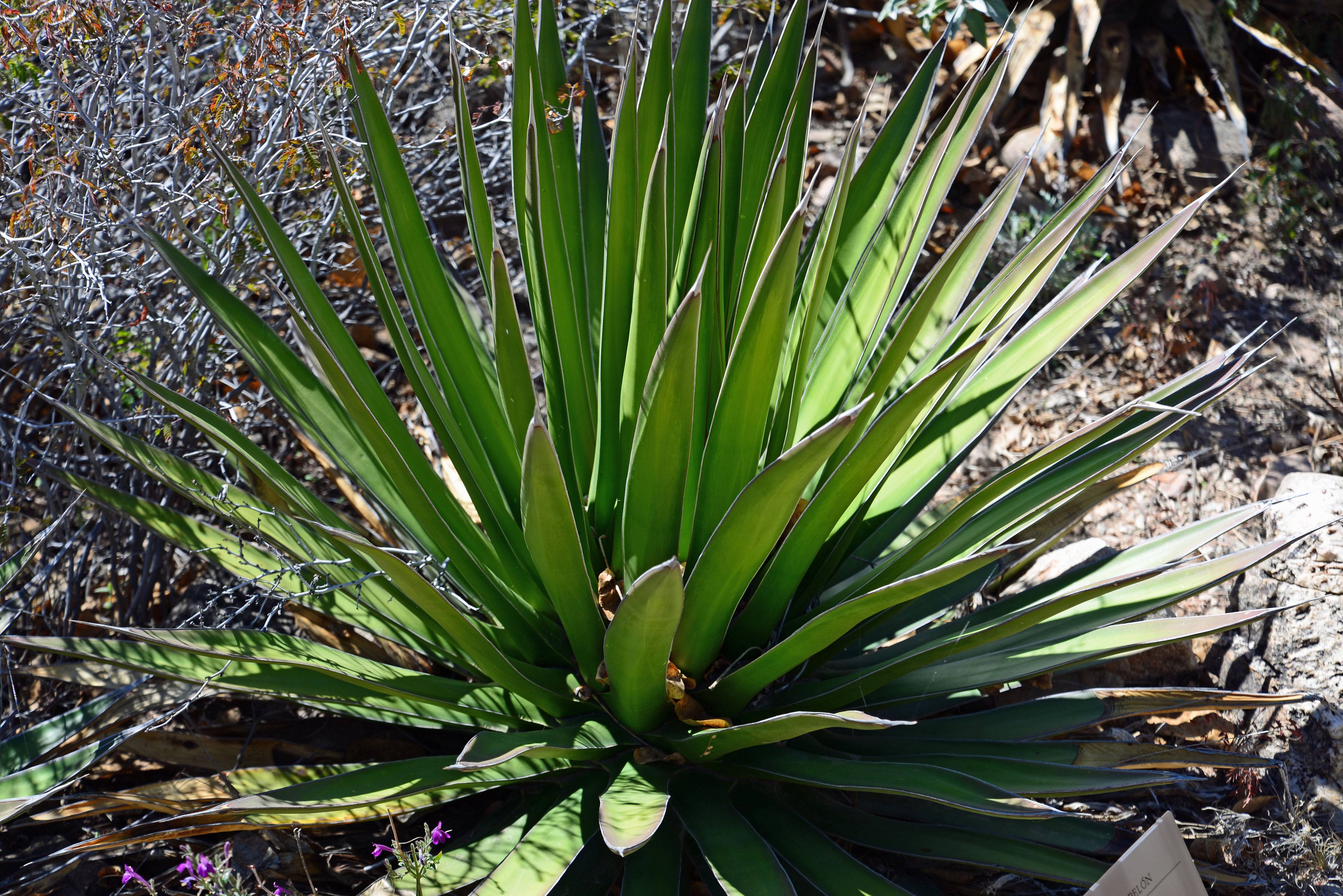 Agave pelona - Mescal Pelon | PlantMaster