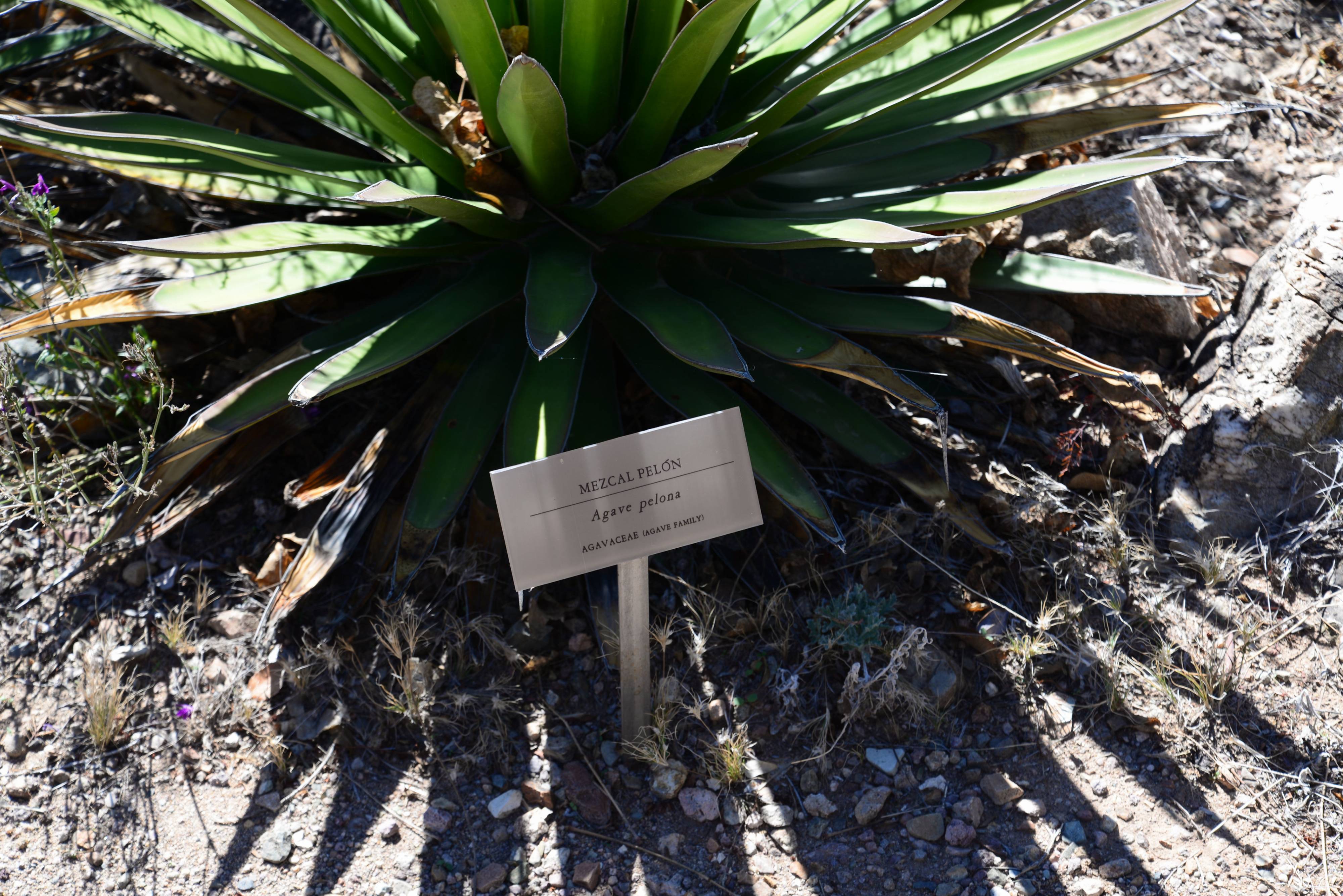 Agave pelona - Mescal Pelon | PlantMaster