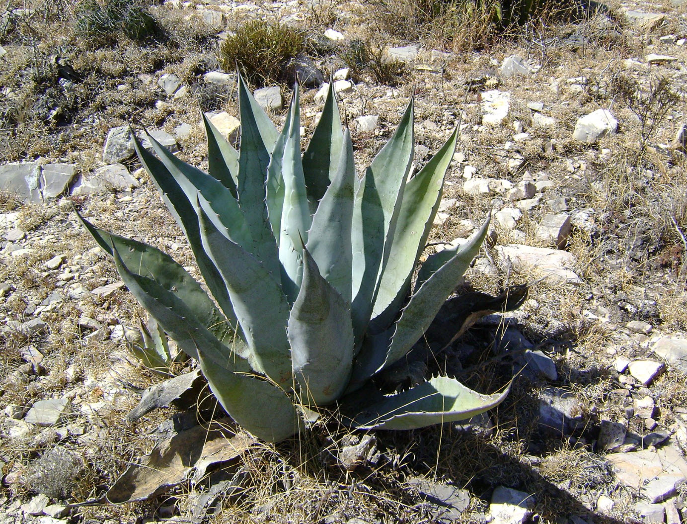 Agave scabra - Rough-Leaved Agave | PlantMaster