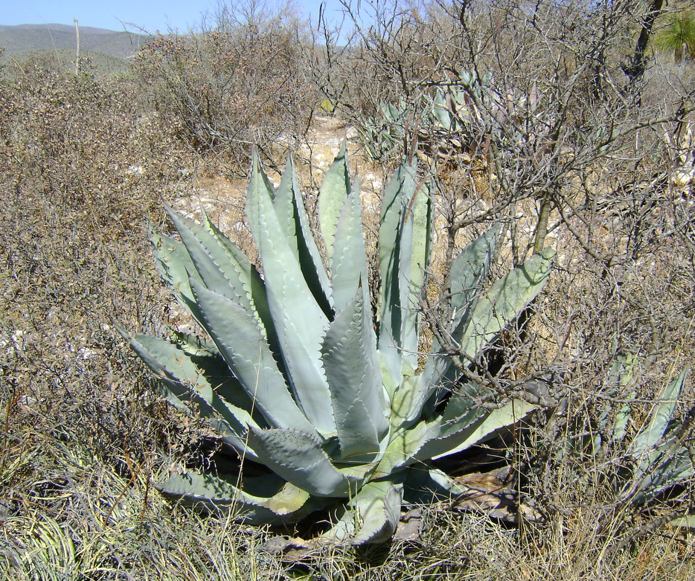 Agave scabra - Rough-Leaved Agave | PlantMaster