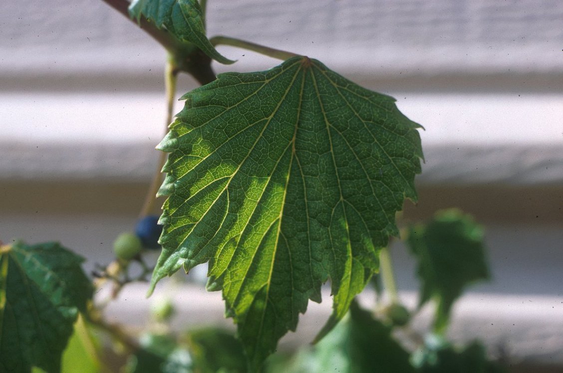 Ampelopsis brevipedunculata - Porcelain Vine | PlantMaster