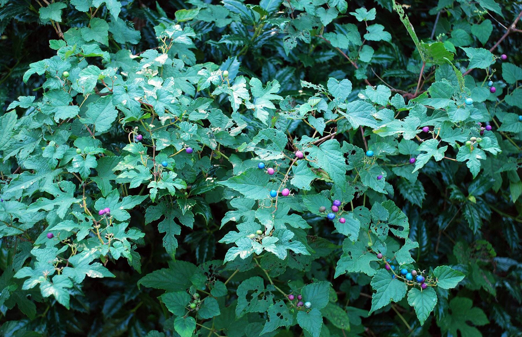 Ampelopsis brevipedunculata - Porcelain Vine | PlantMaster