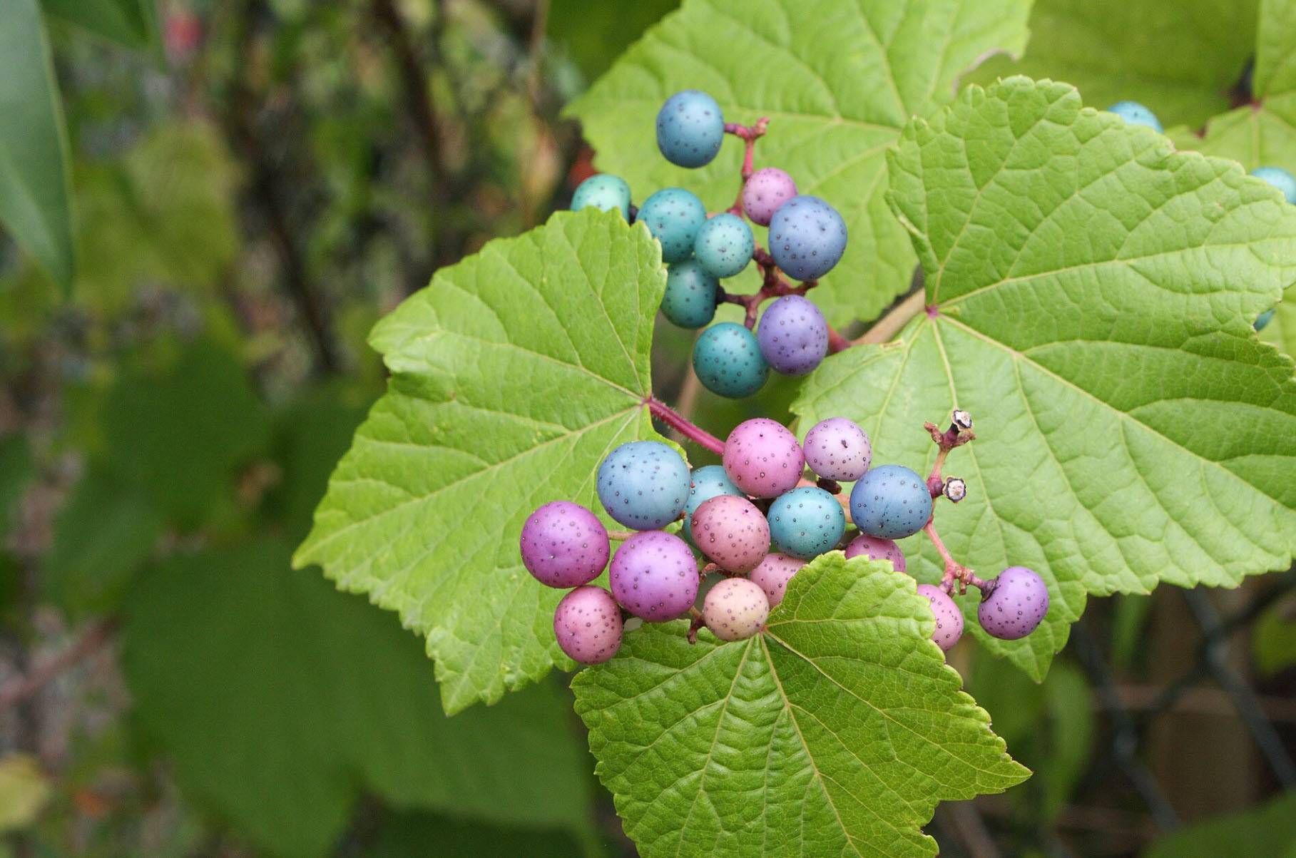 Ampelopsis brevipedunculata - Porcelain Vine | PlantMaster