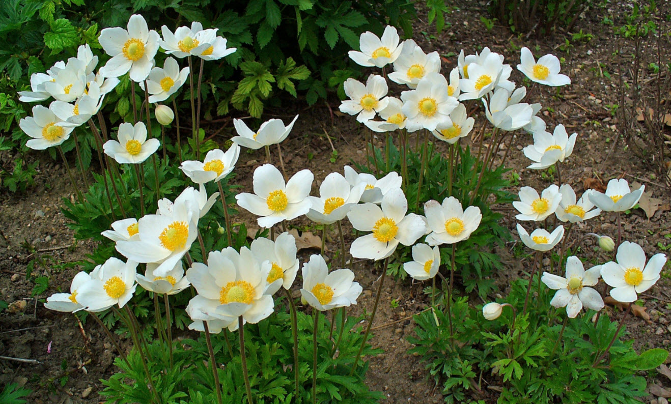 Anemone sylvestris Snowdrop Anemone PlantMaster