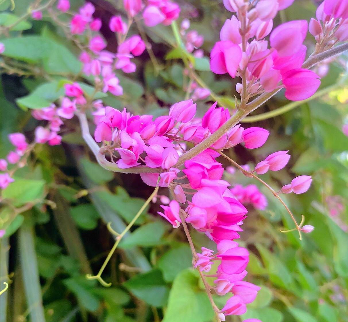 Antigonon Leptopus