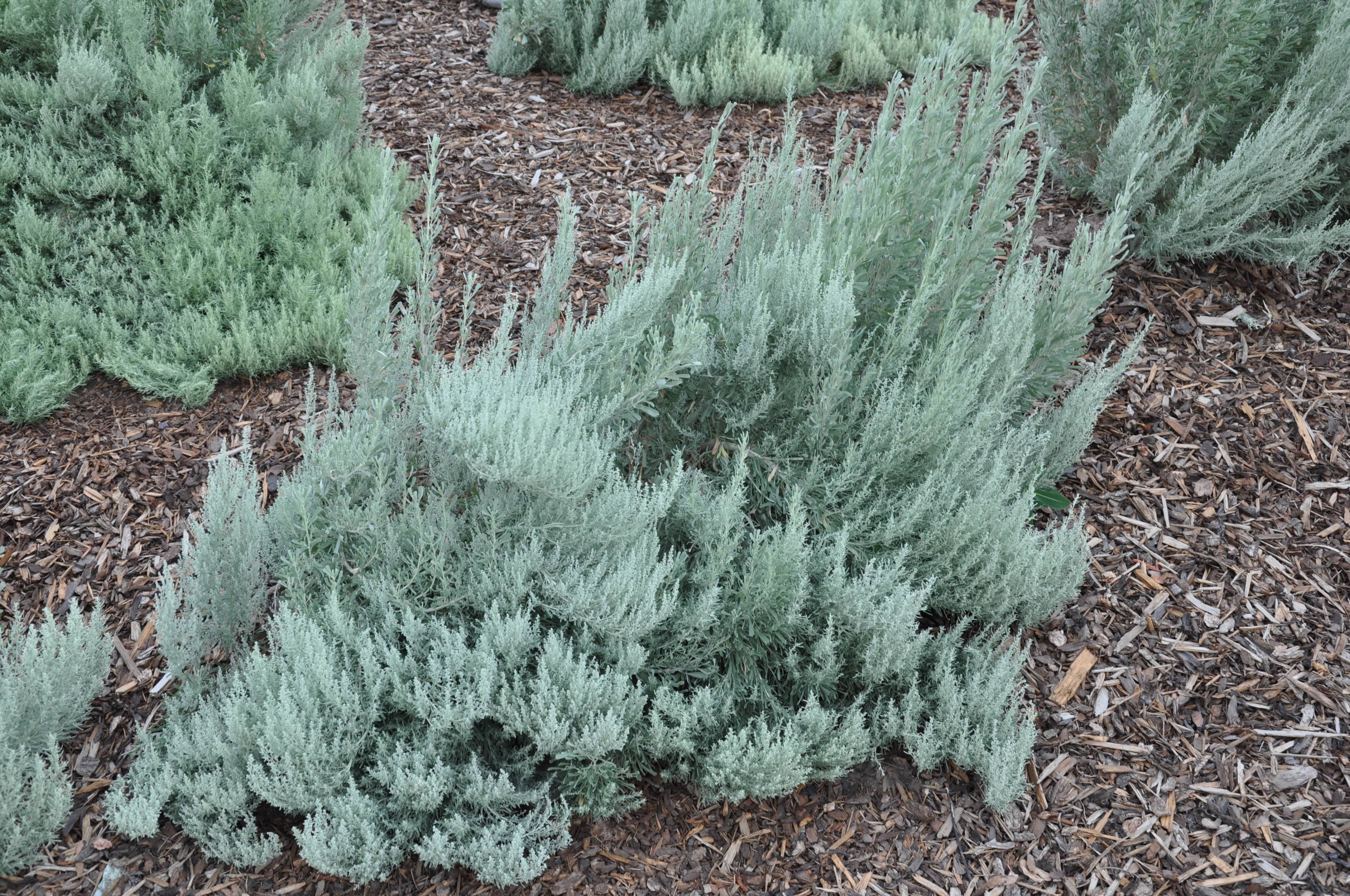 Ravenna Artemisia Tridentata