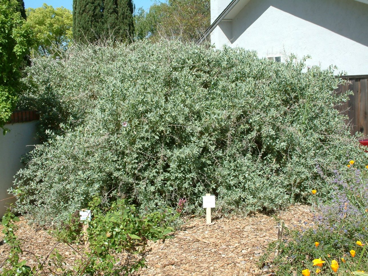 Top 100 Plants | Areas