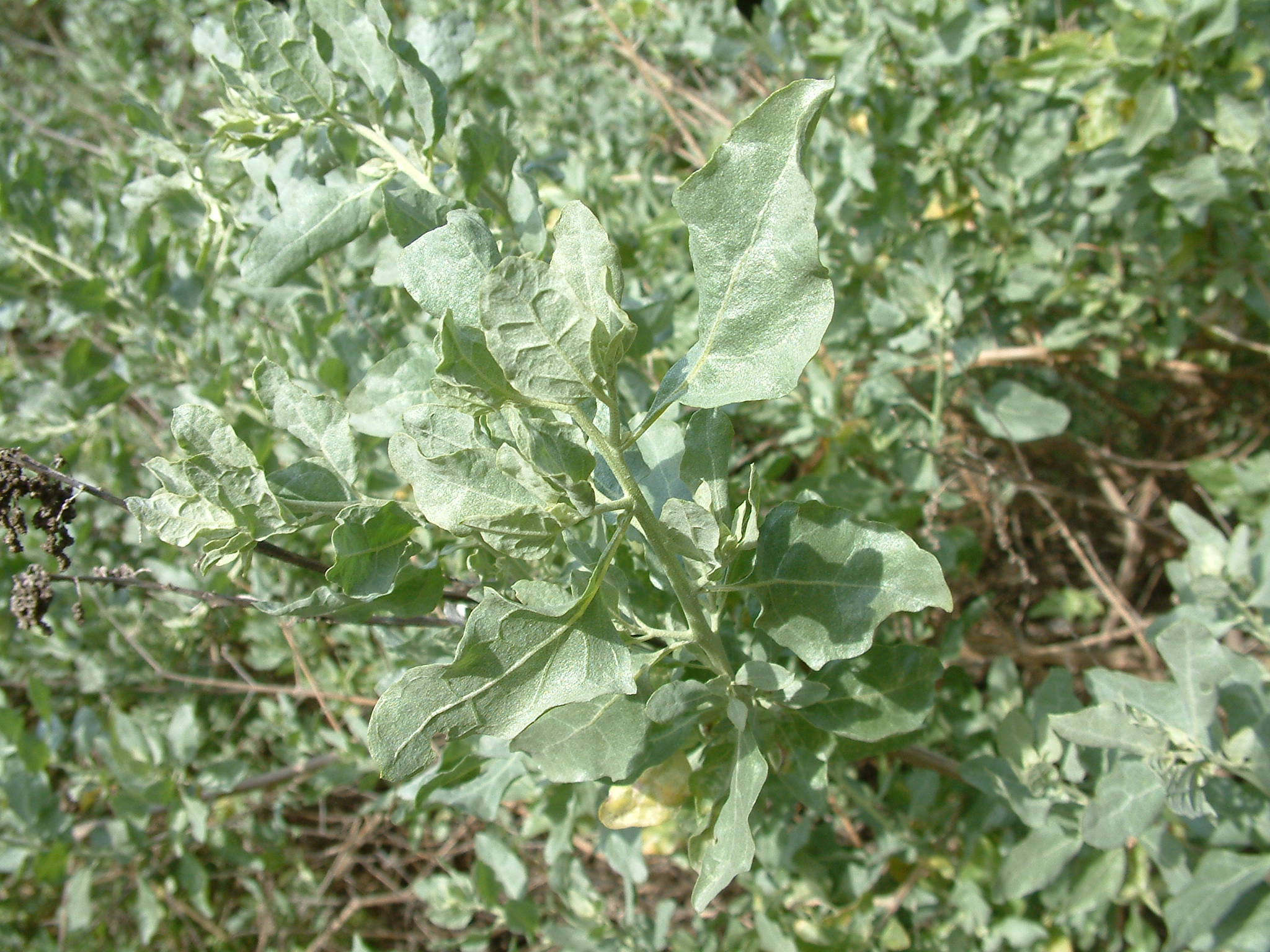 Atriplex lentiformis breweri - Brewer Saltbush | PlantMaster