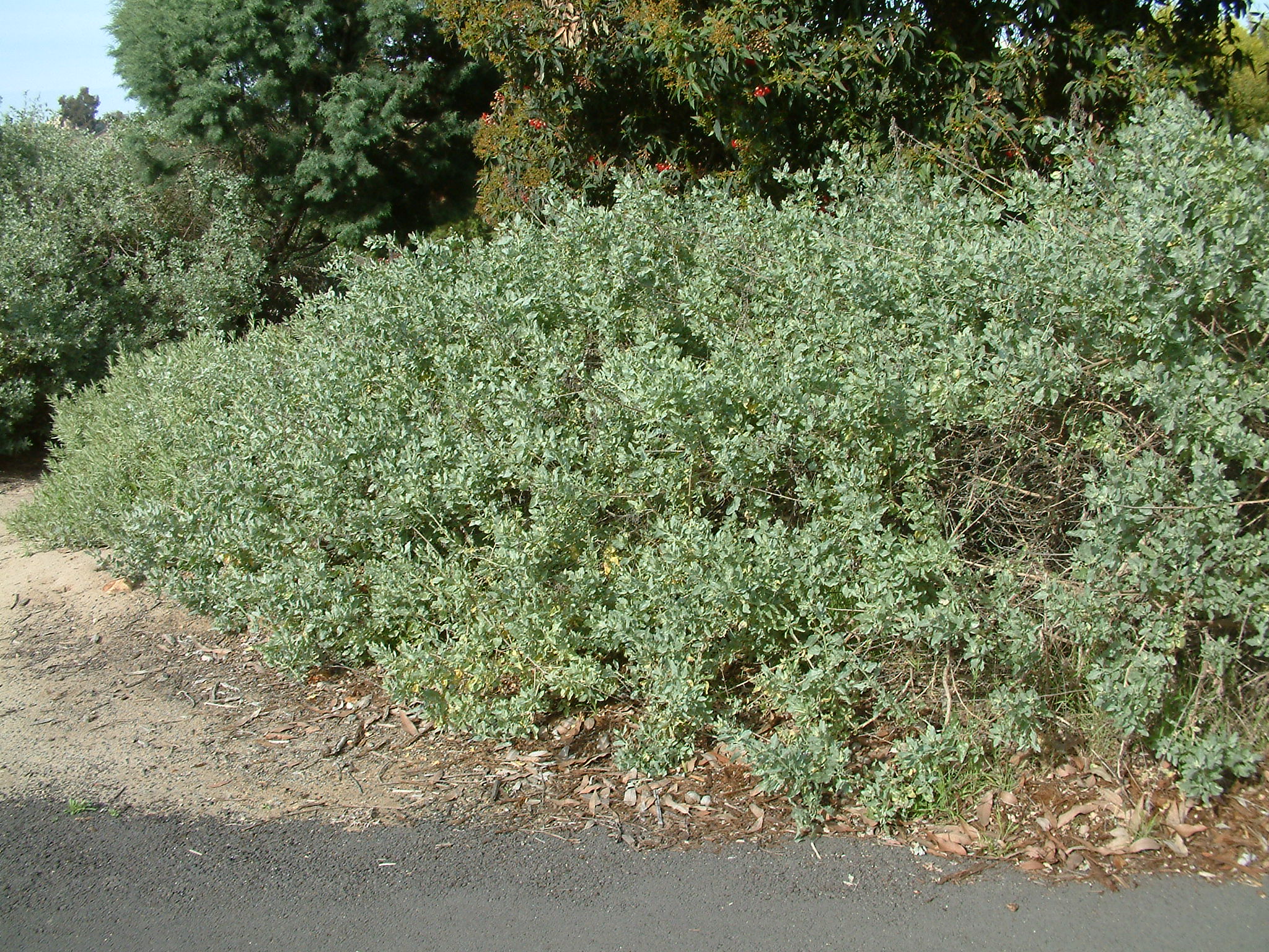 Atriplex lentiformis breweri - Brewer Saltbush | PlantMaster