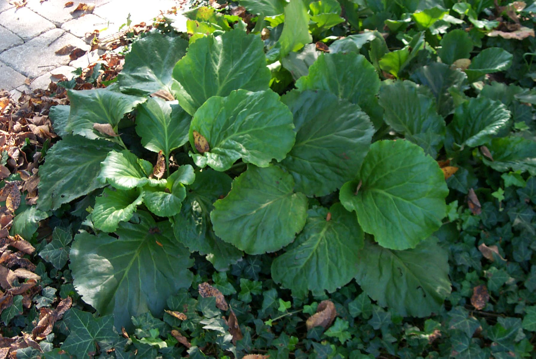 Bergenia ciliata - Winter Begonia | PlantMaster