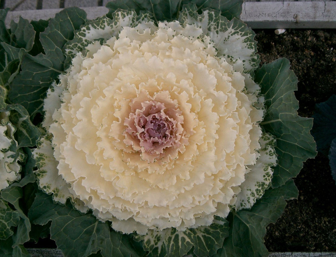 White Cabbage Plant Problem Solving: Cabbage White Caterpillars | BBC