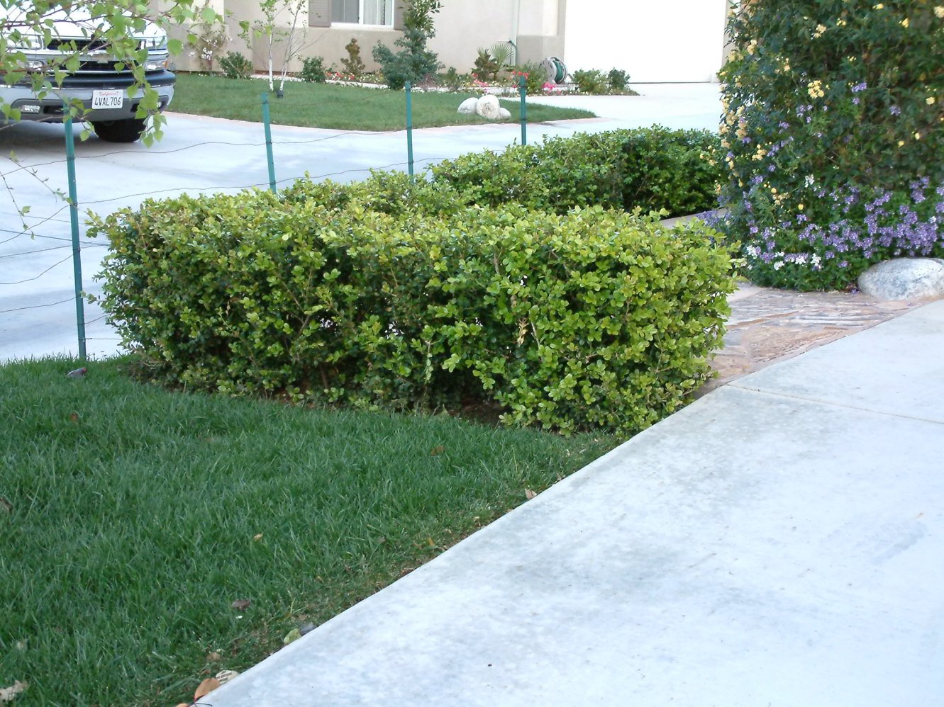 Buxus sempervirens - American Boxwood | PlantMaster