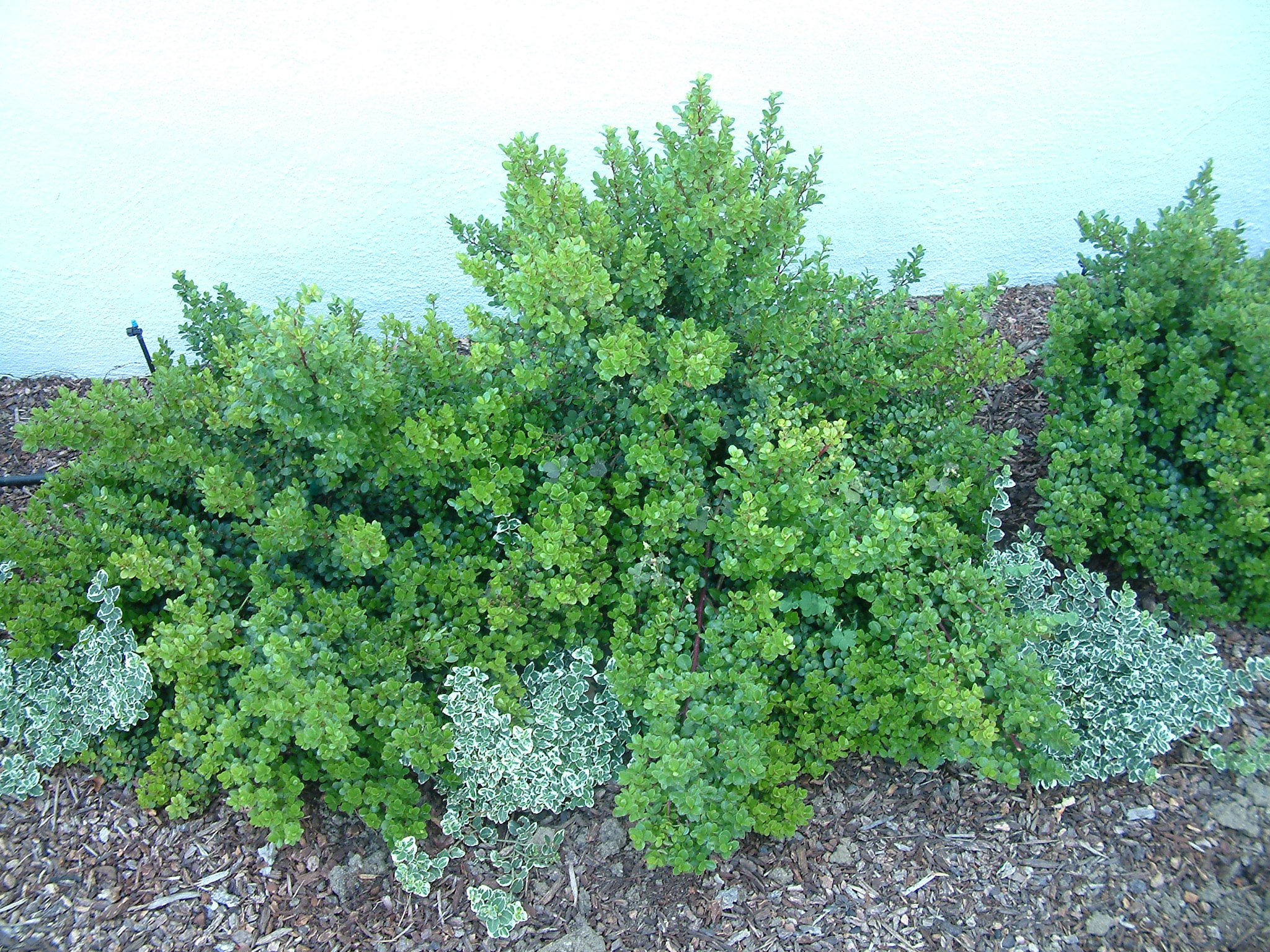 Buxus sempervirens - American Boxwood | PlantMaster