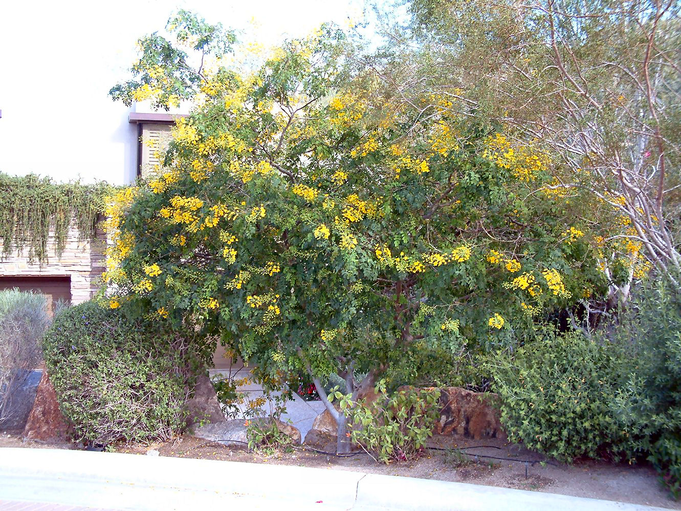 Caesalpinia Cacalaco Cascalote Season TROPICAL LOOKING PLANTS