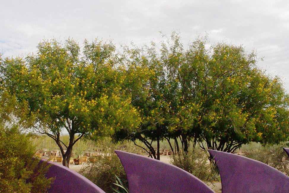 Caesalpinia Cacalaco Cascalote Season TROPICAL LOOKING PLANTS