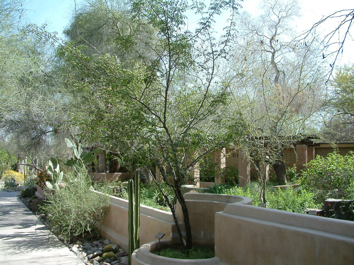 Caesalpinia Cacalaco Cascalote Season TROPICAL LOOKING PLANTS