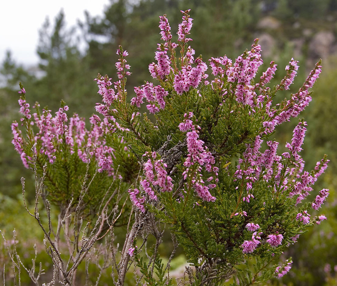 Scottish Heather Plant