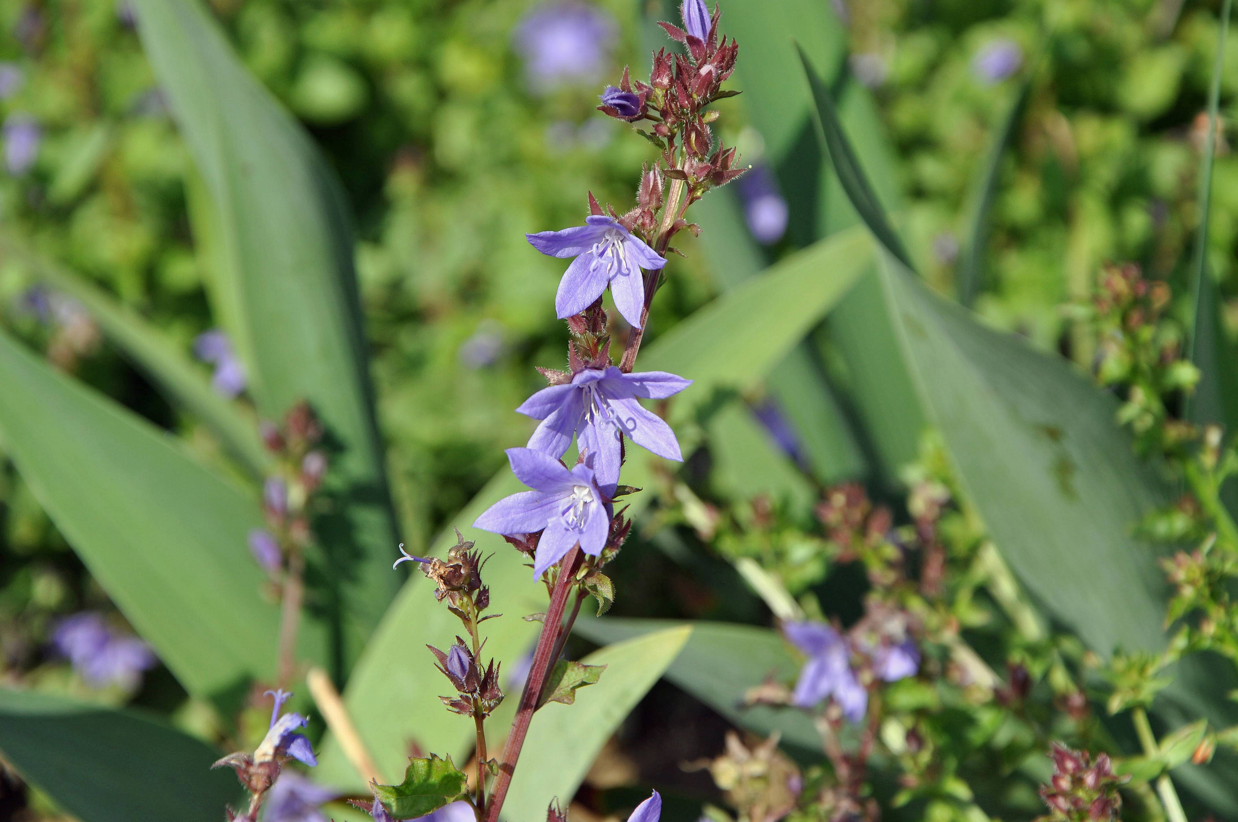 Campanula poscharskyana - Serbian Bellflower | PlantMaster