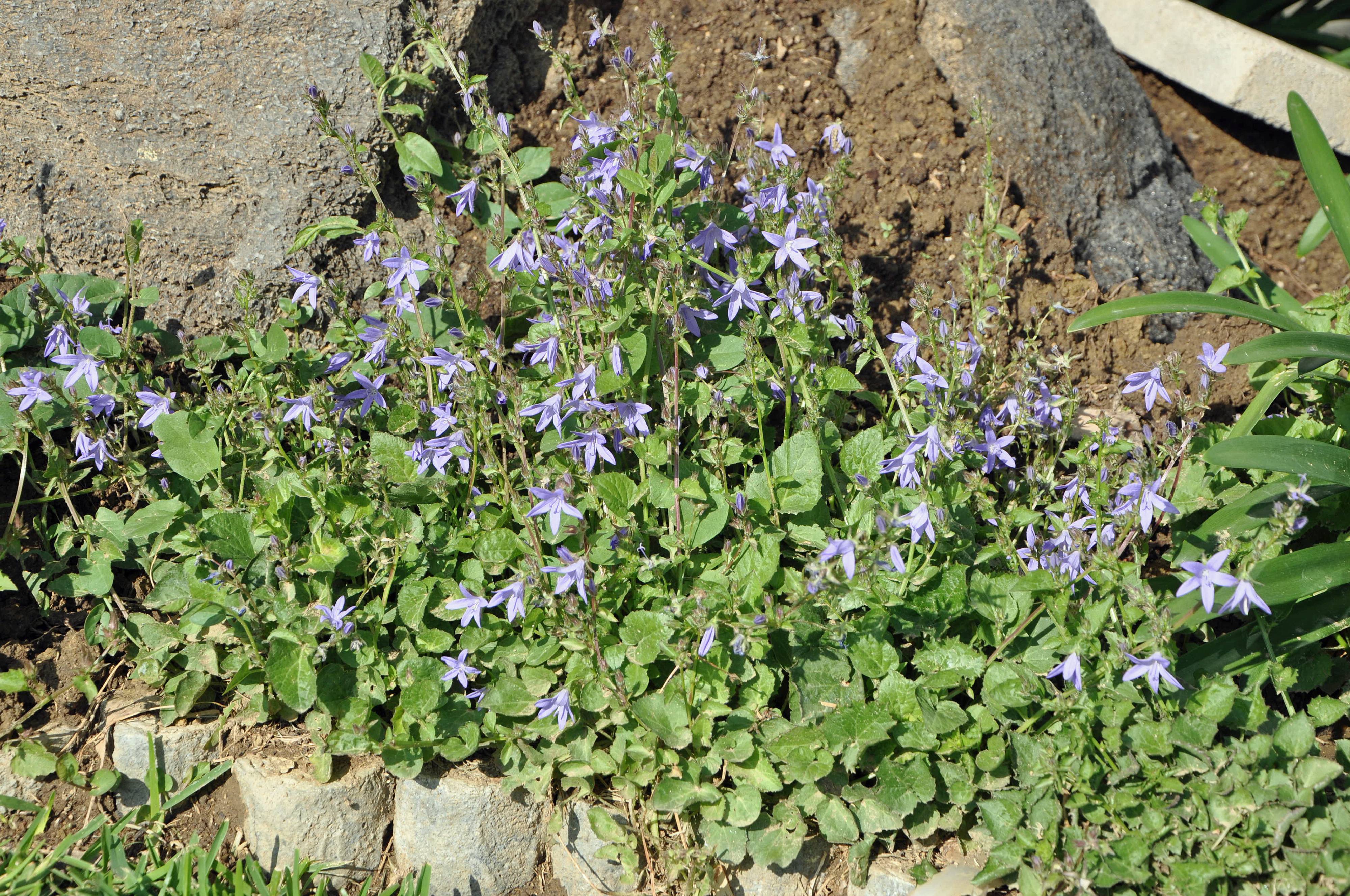 Campanula poscharskyana - Serbian Bellflower | PlantMaster