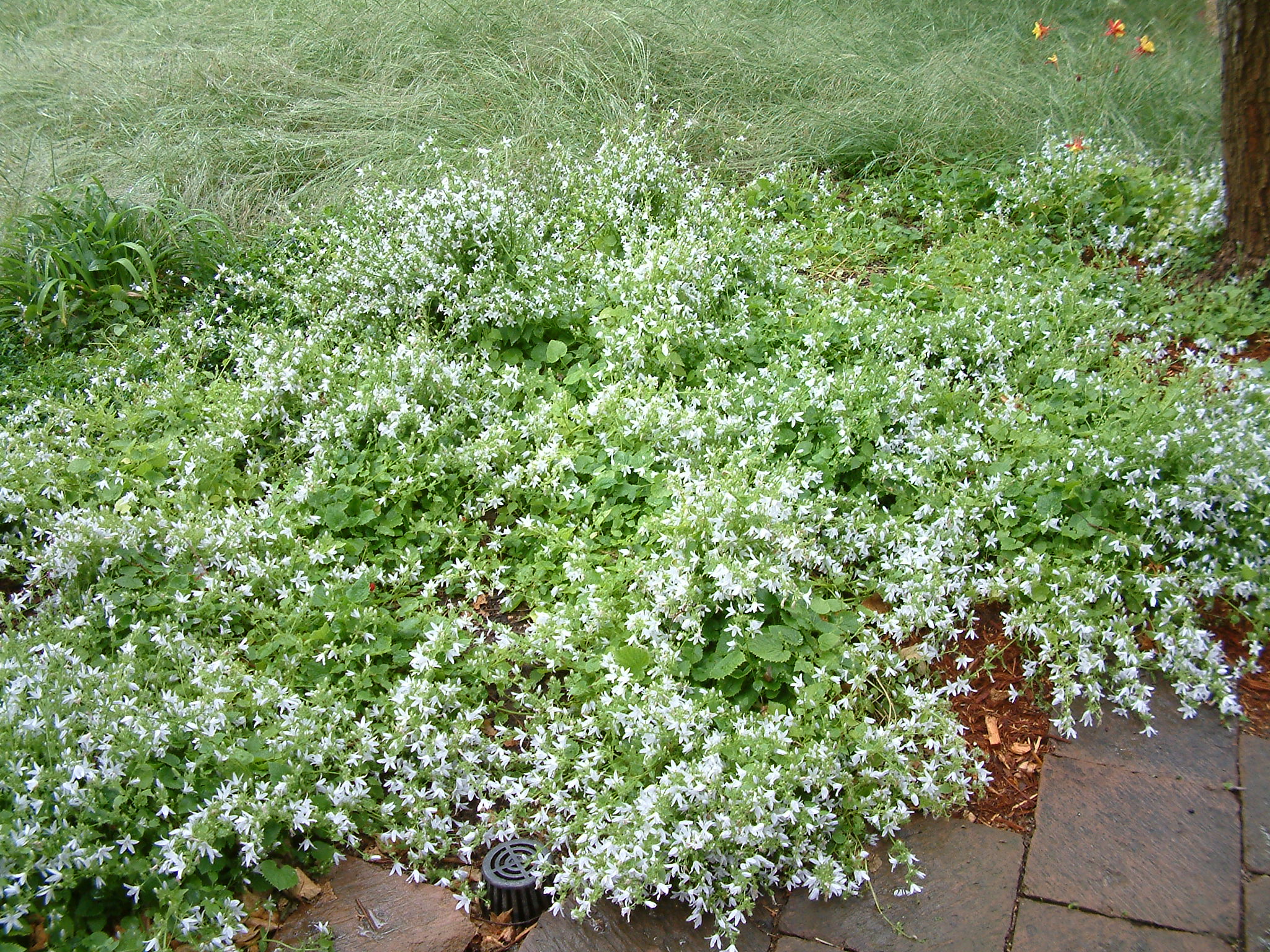 Campanula poscharskyana - Serbian Bellflower | PlantMaster