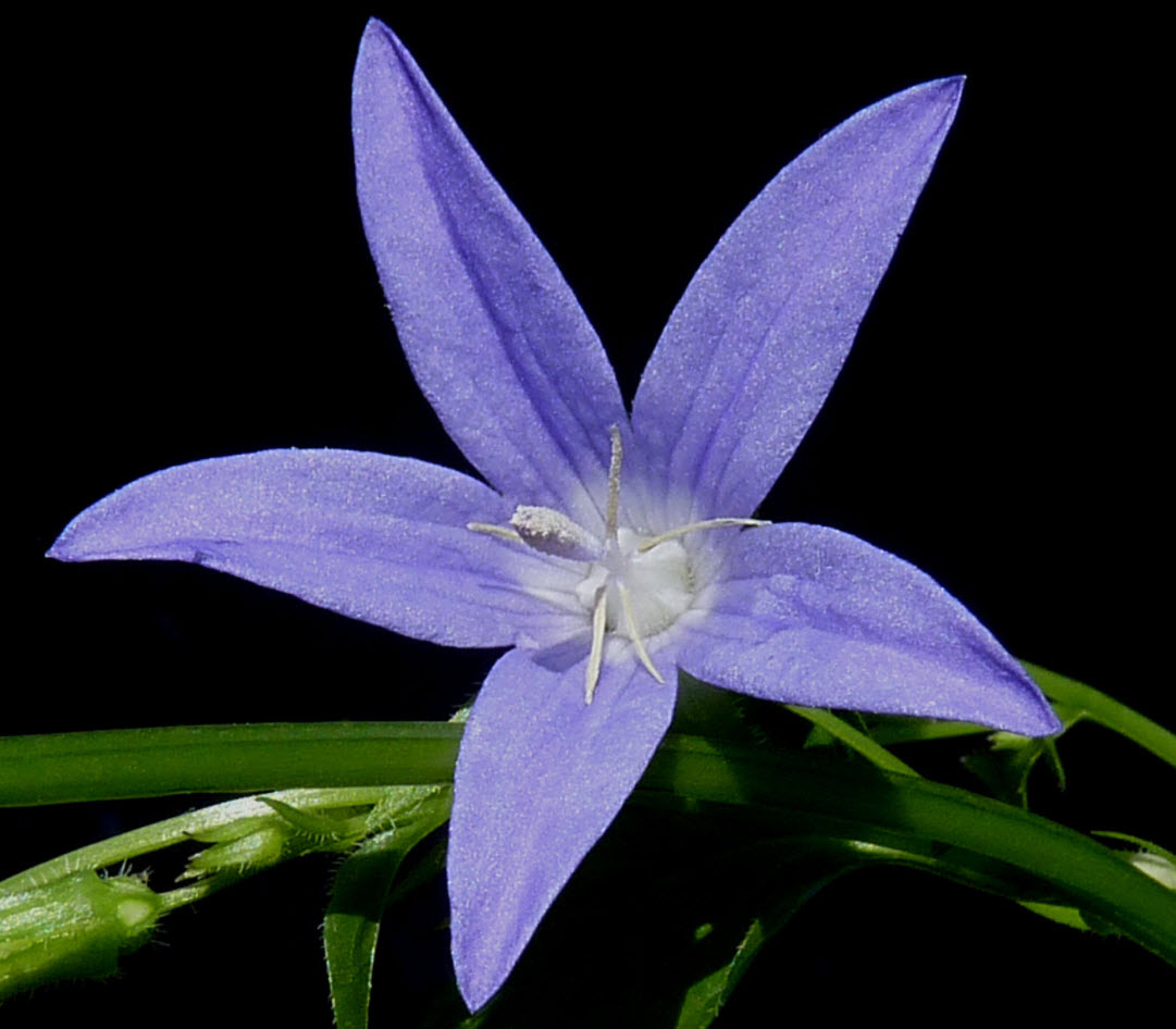Campanula poscharskyana - Serbian Bellflower | PlantMaster