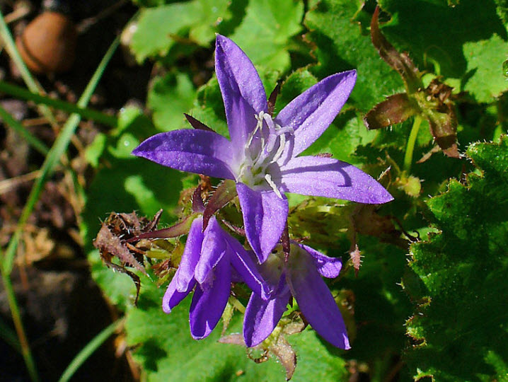 Campanula poscharskyana - Serbian Bellflower | PlantMaster