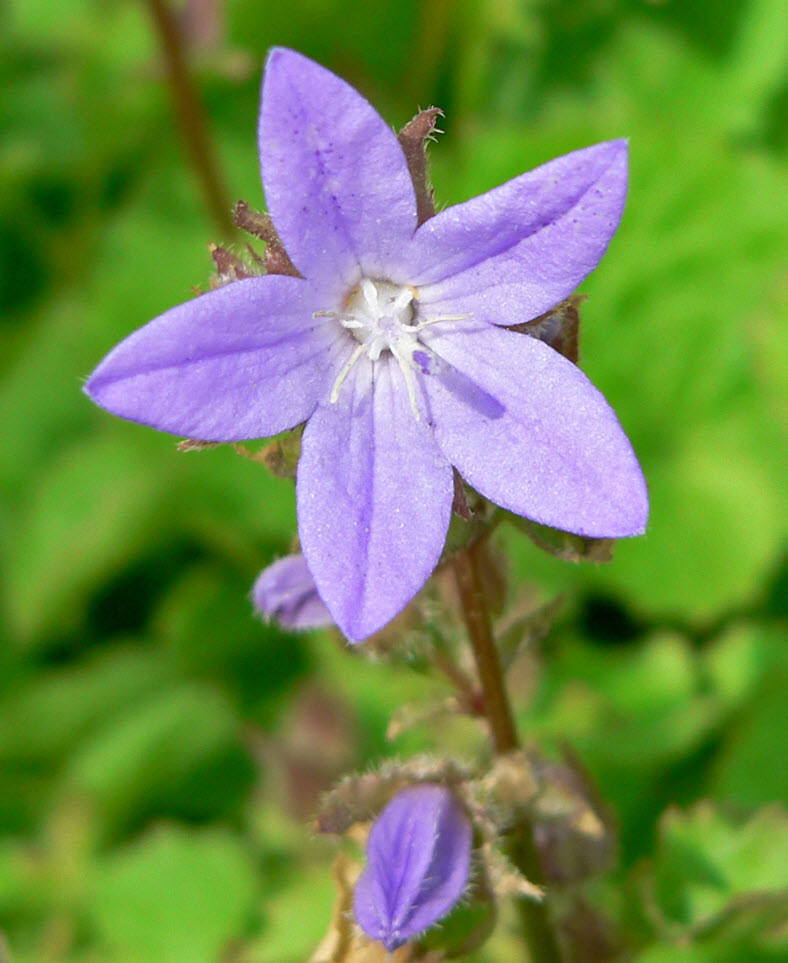 Campanula poscharskyana - Serbian Bellflower | PlantMaster