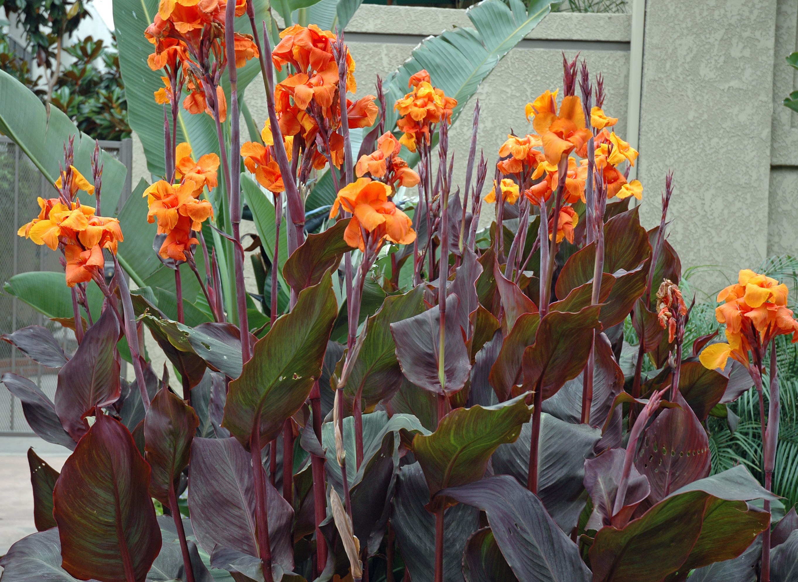 Canna Tropicanna Plants