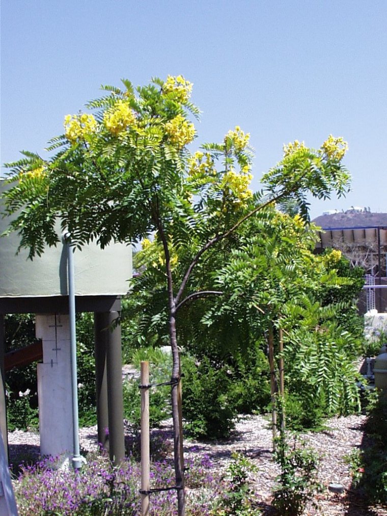 Cassia leptophylla - Gold Medallion Tree | PlantMaster