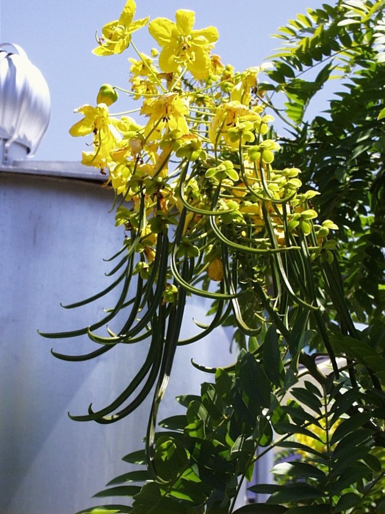 Cassia leptophylla - Gold Medallion Tree | PlantMaster