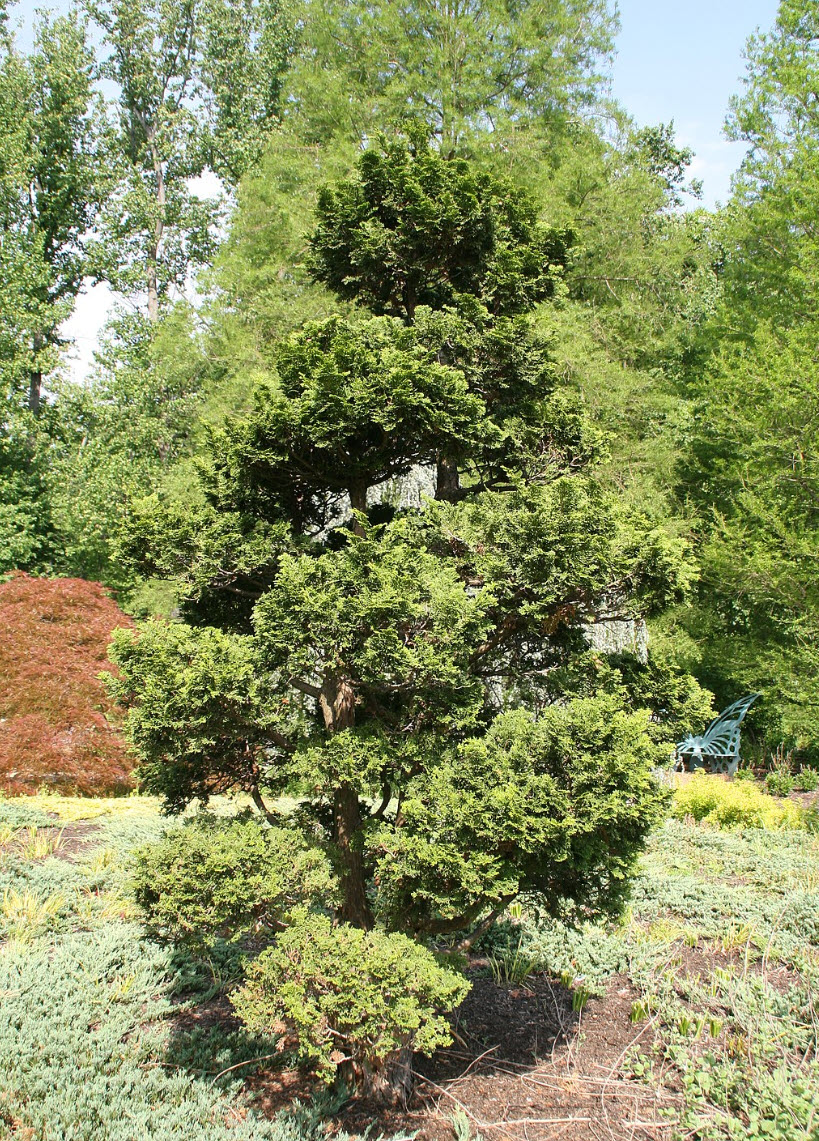 Chamaecyparis Obtusa Gracilis Hinoki Cypress