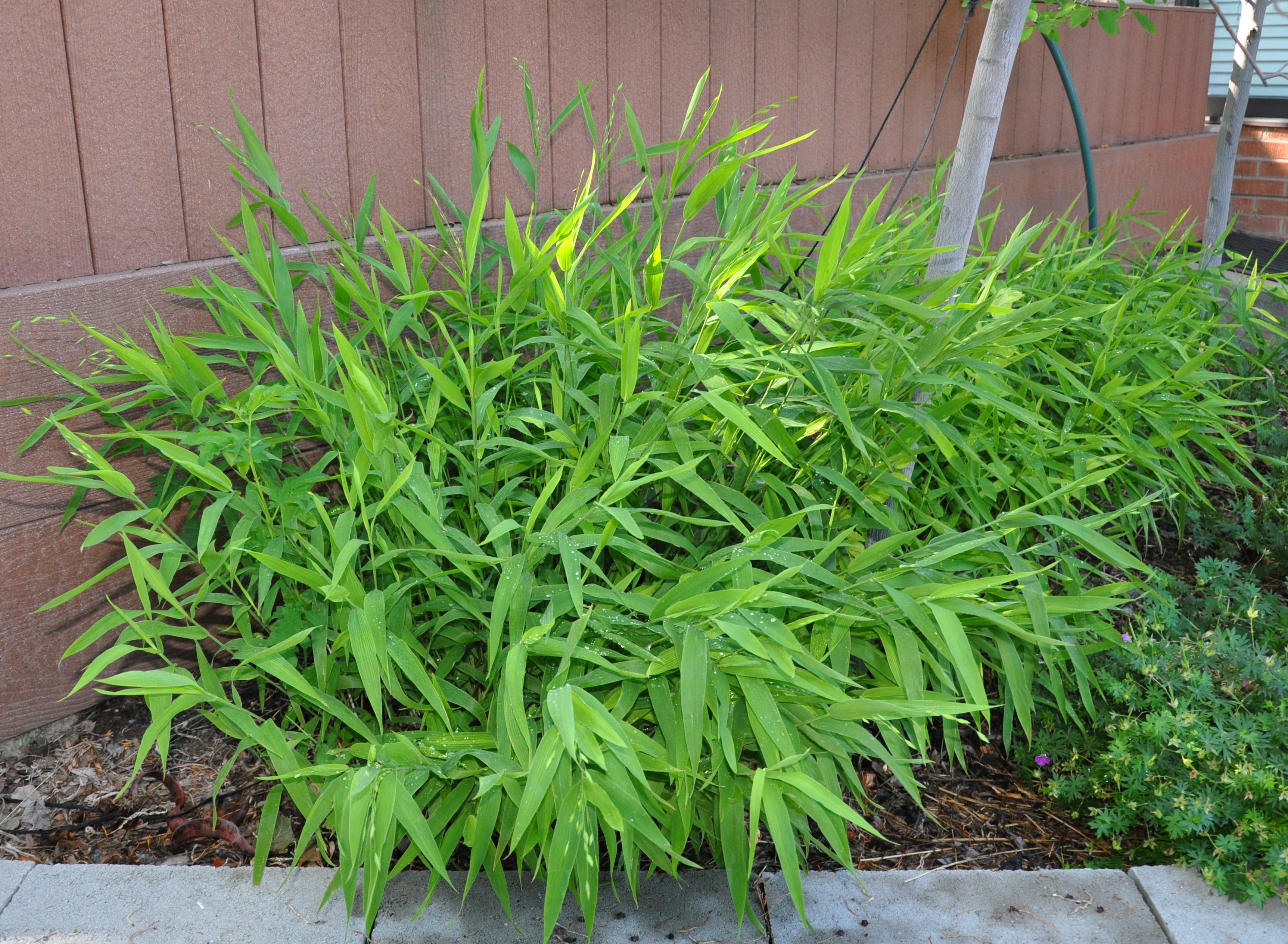 Northern Sea Oats Chasmanthium Latifolium Northern Sea Oats From Home