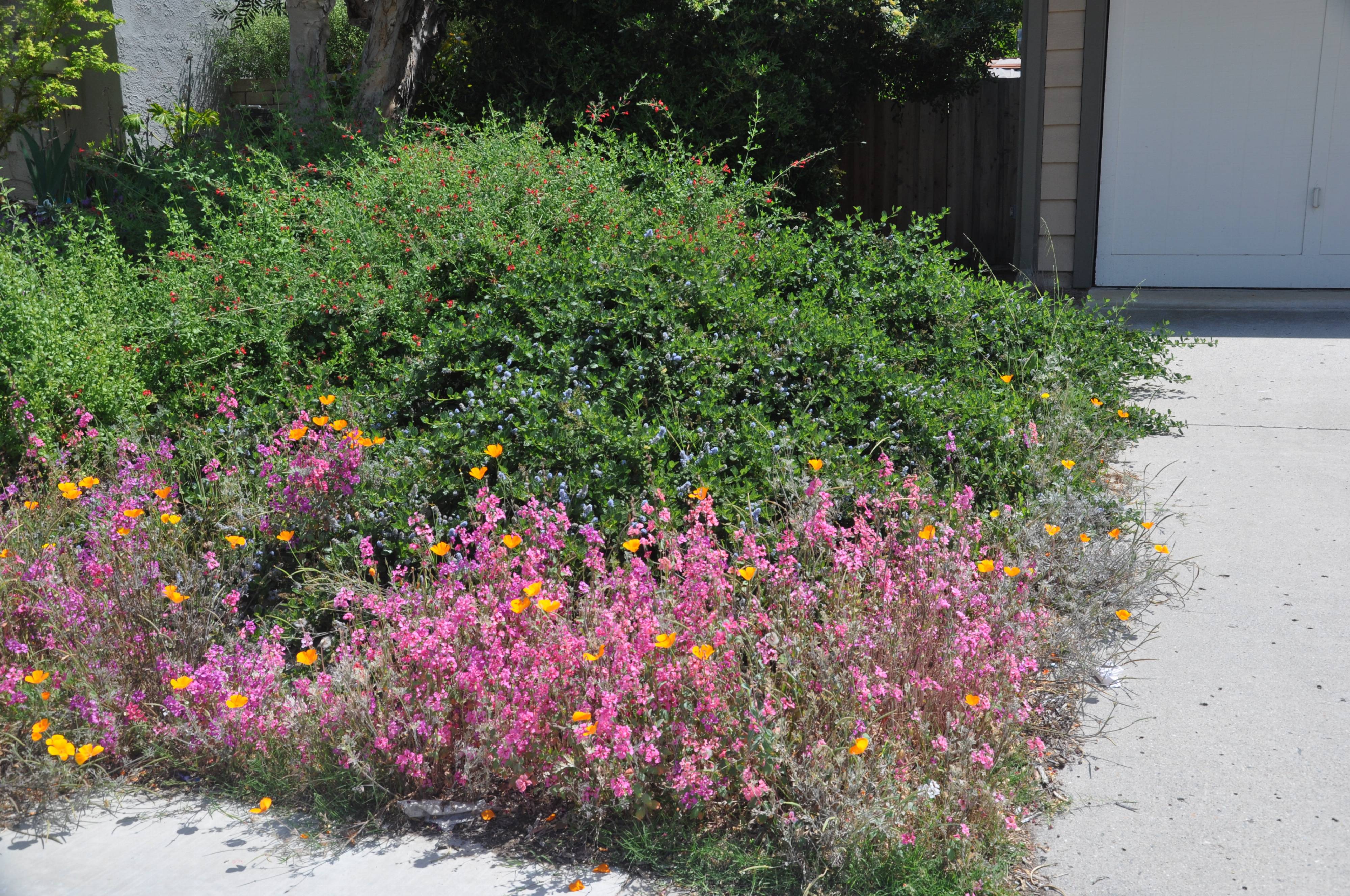 Clarkia unguiculata - Mountain Garland, Clarkia | PlantMaster