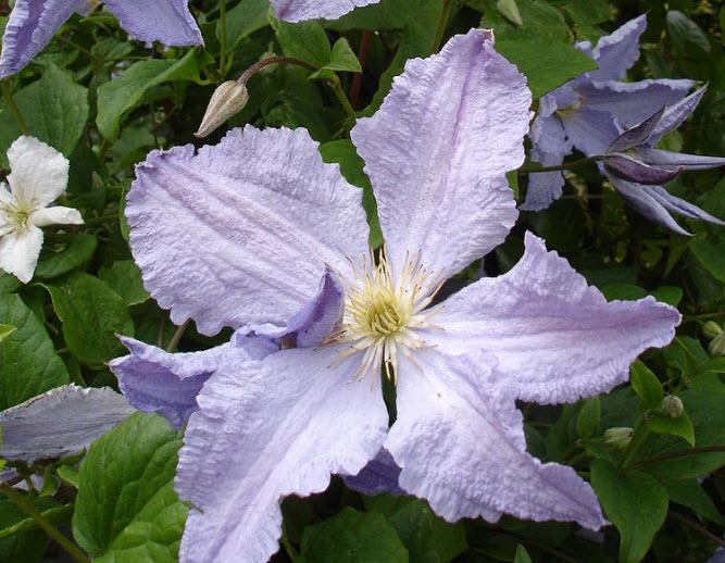 Clematis 'Perrins Pride' - Blue Clematis | PlantMaster