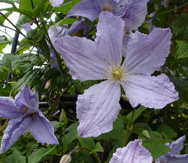 Clematis 'Perrins Pride' - Blue Clematis | PlantMaster