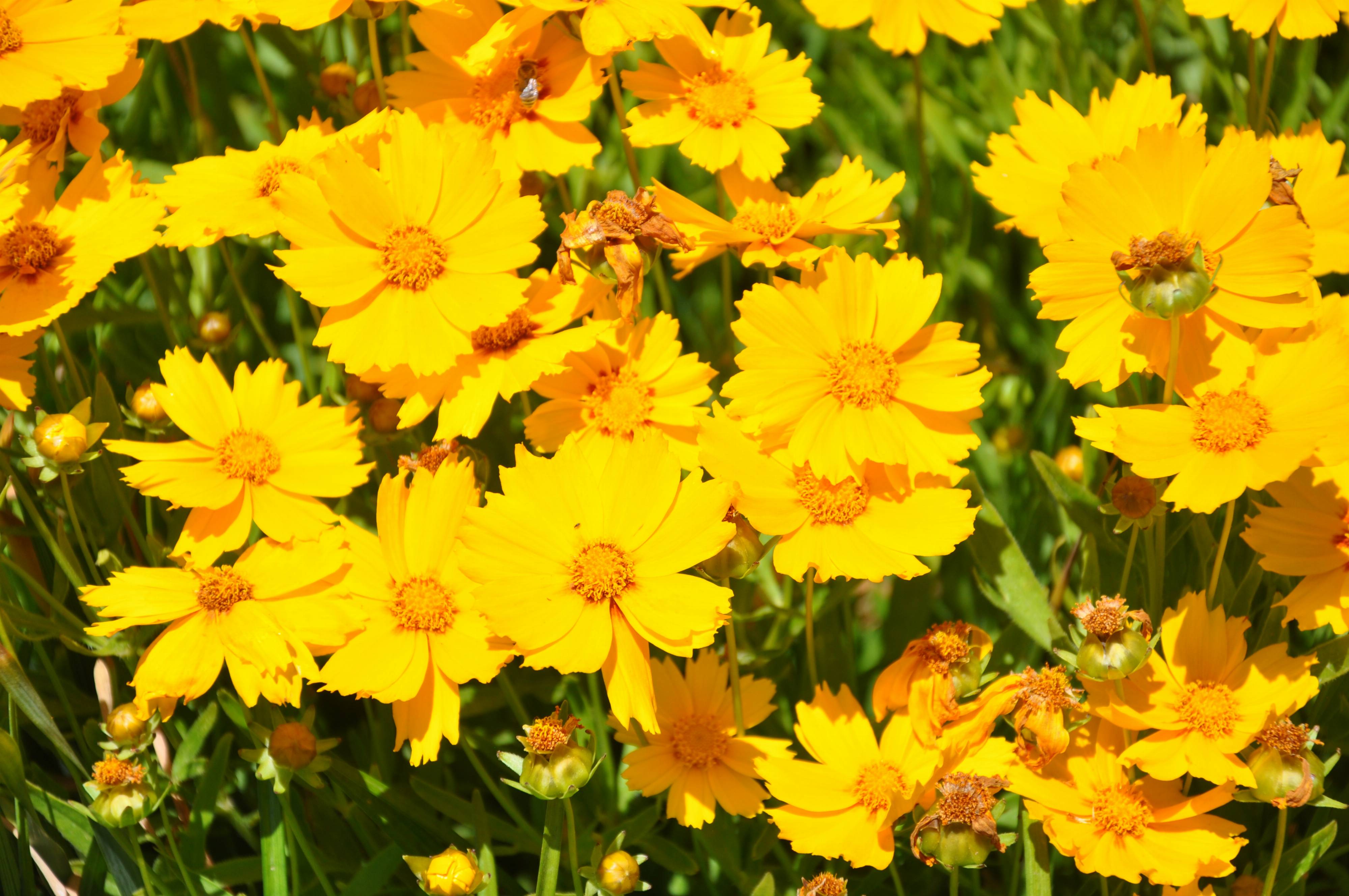 Coreopsis auriculata - Eared Coreopsis | PlantMaster