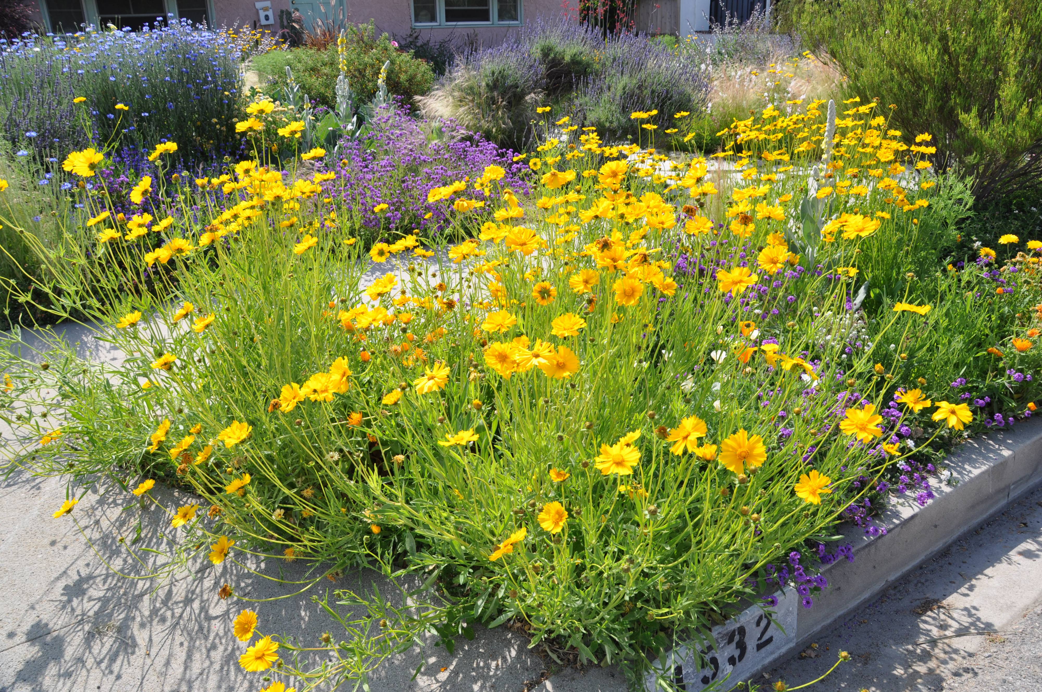 Coreopsis auriculata - Eared Coreopsis | PlantMaster