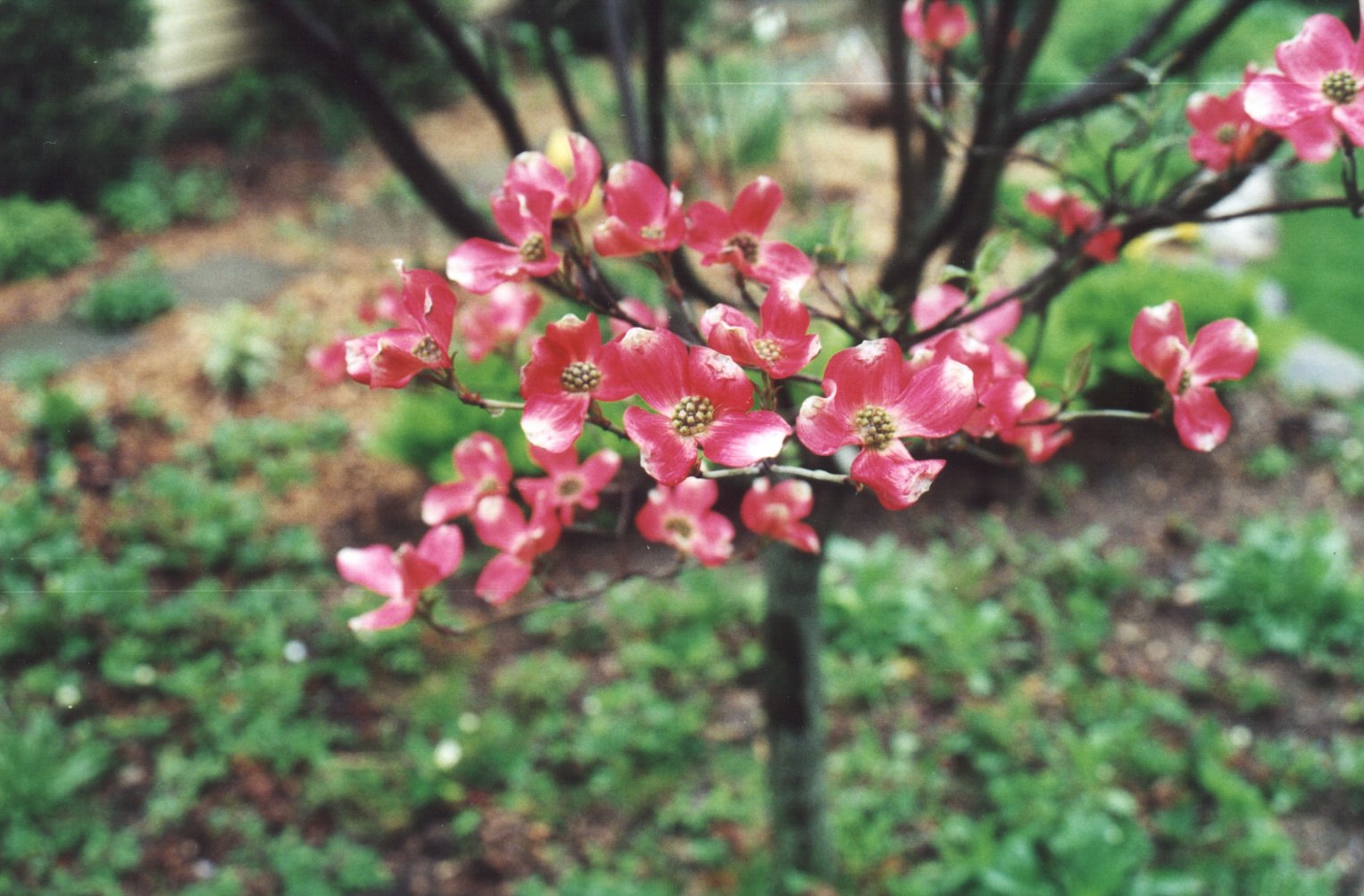 Cornus Florida 'Cherokee Sunset' Stock Photo Alamy, 53% OFF