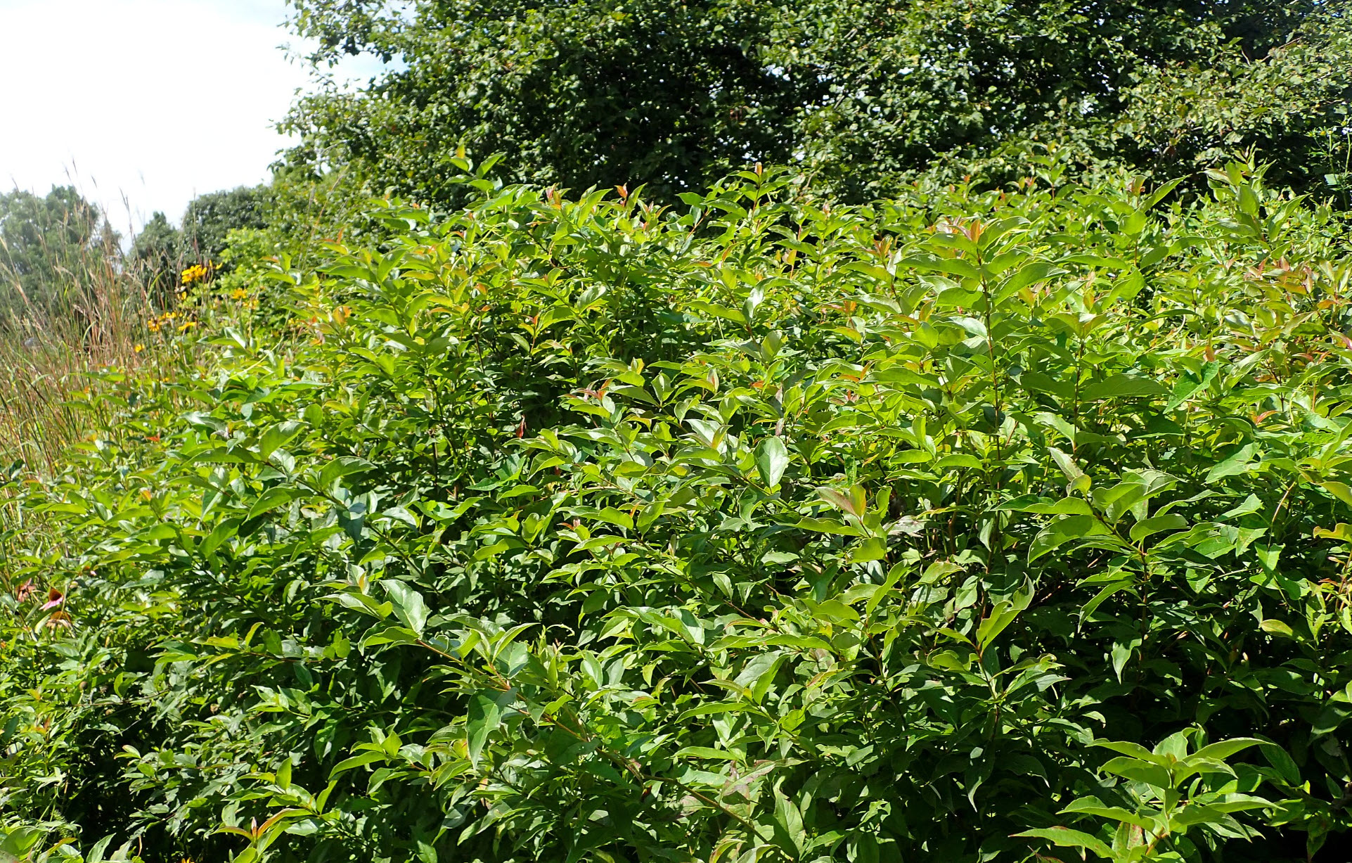 Cornus racemosa - Gray Dogwood | PlantMaster