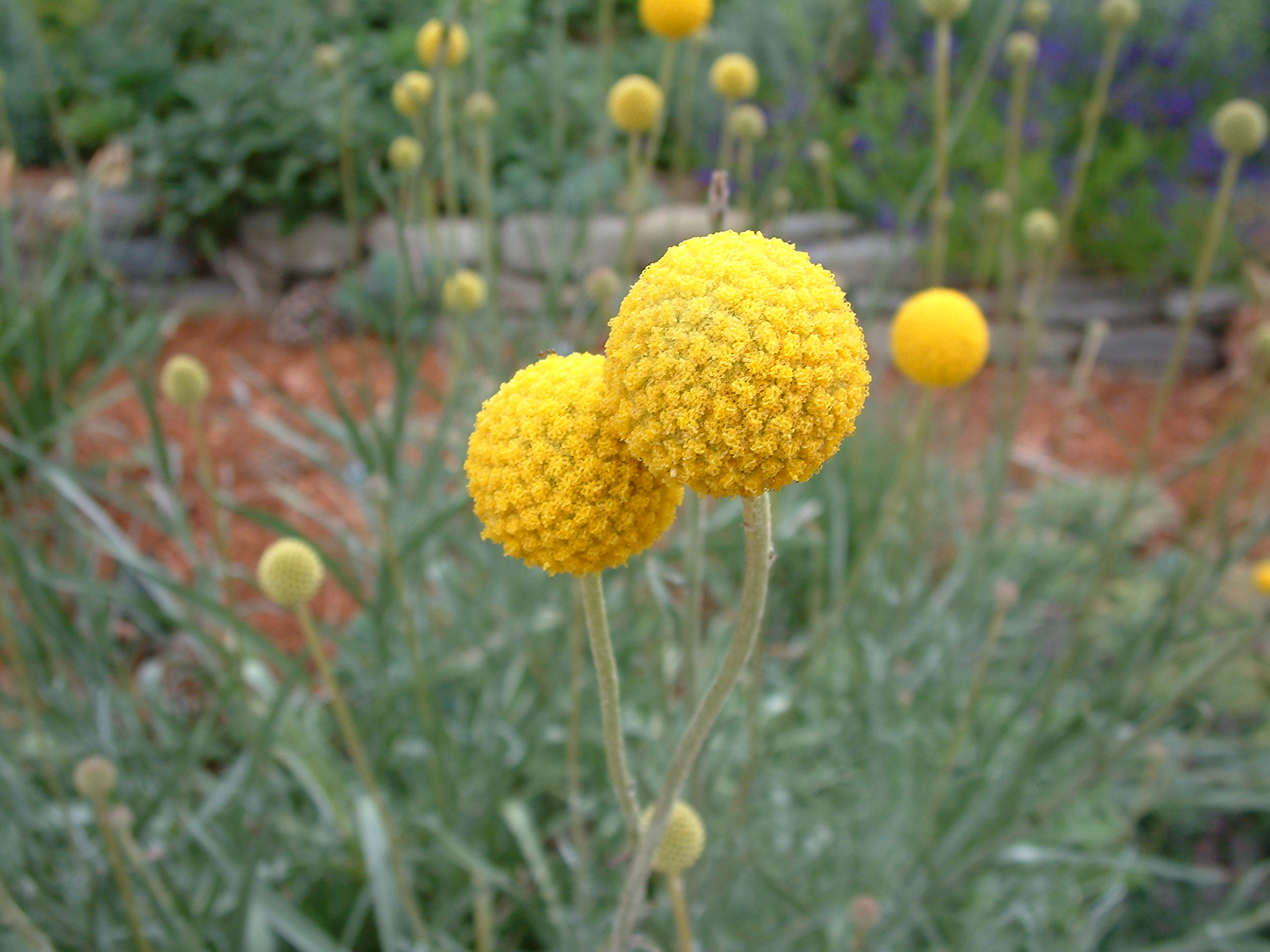 Craspedia globosa Billy Buttons Drumsticks Billy Buttons PlantMaster