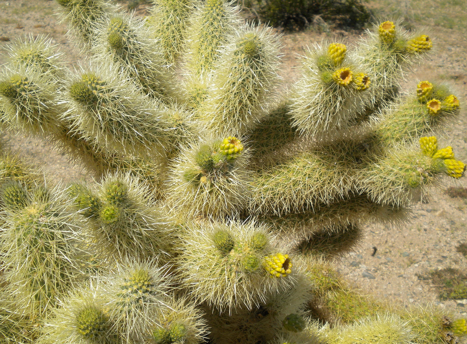 Teddy Bear Cholla Fruit