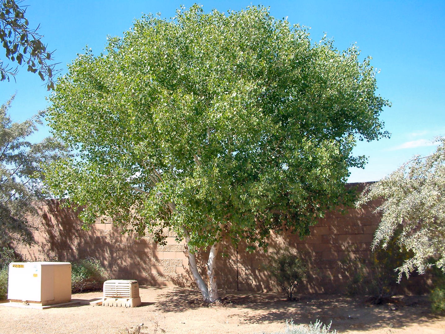 Rosewood Tree