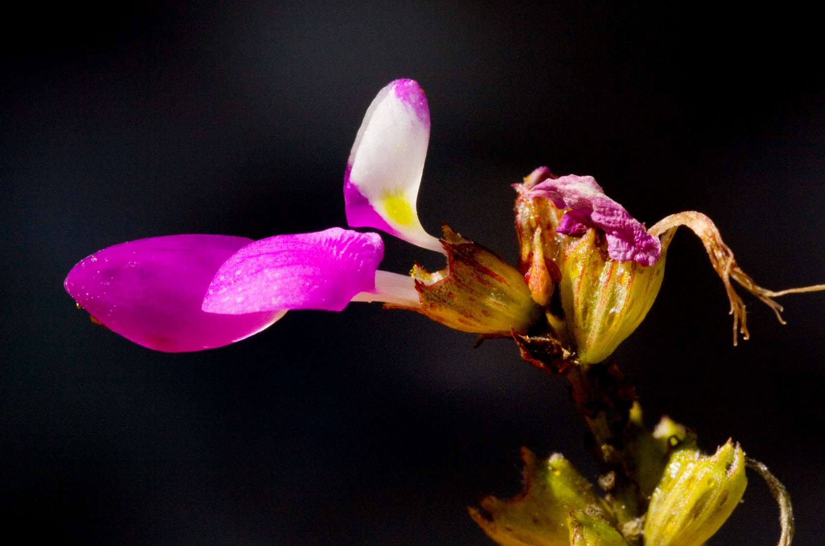 Dalea frutescens - Black Dalea | PlantMaster