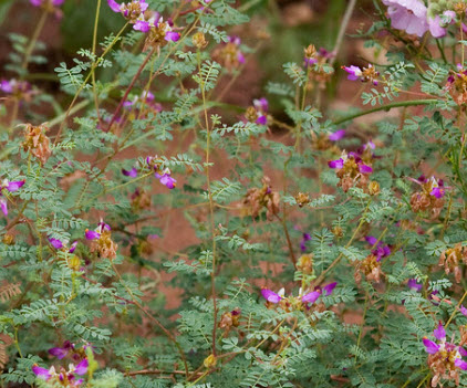 Dalea frutescens - Black Dalea | PlantMaster