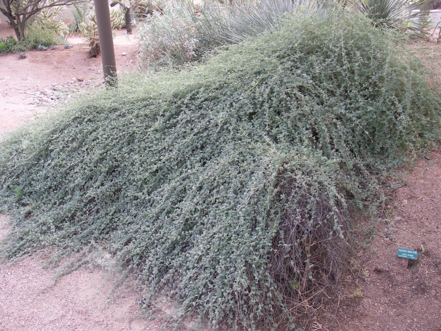 Dalea greggii - Trailing Indigo Bush | PlantMaster